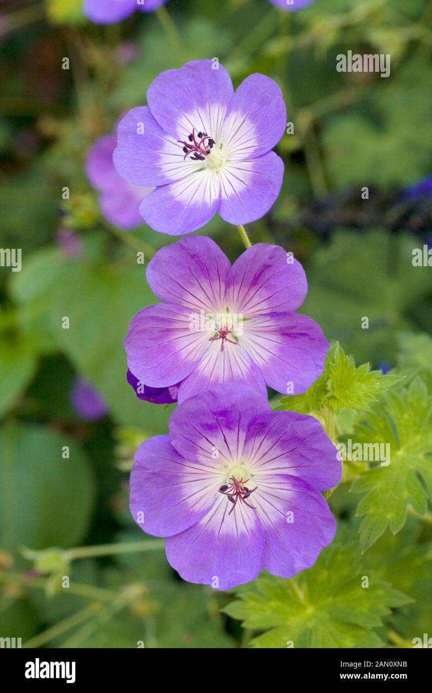 Geranium rozanne hi-res stock photography and images - Alamy