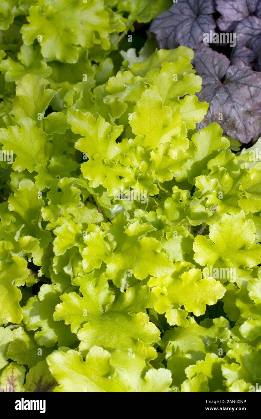 Heuchera 'marmalade' coral bells hi-res stock photography and images ...