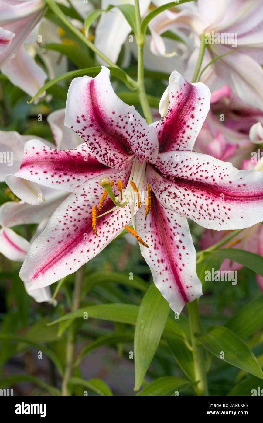 LILIUM ORIENTAL 'DIZZY' Stock Photo - Alamy