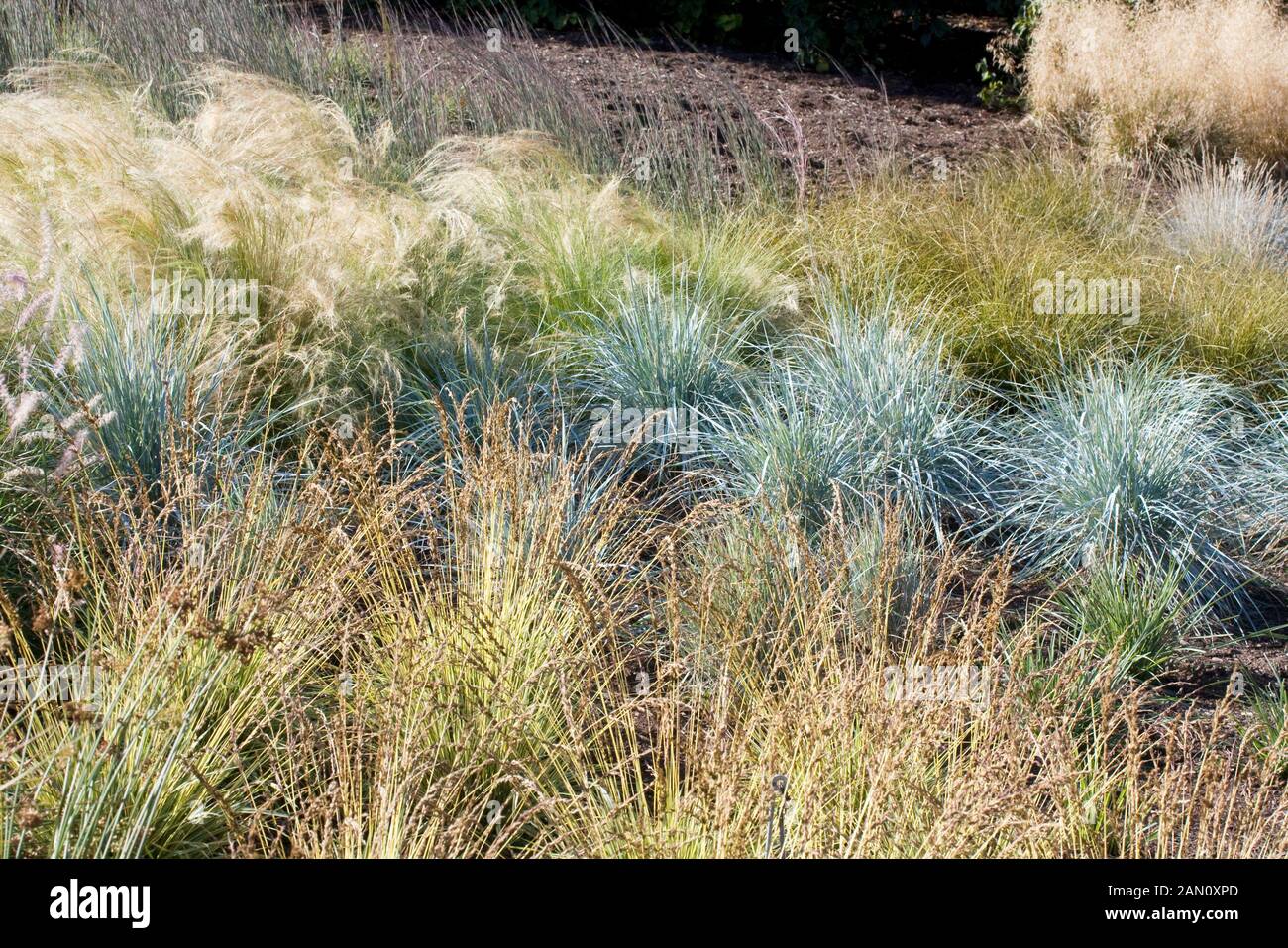 Perennial grass hi-res stock photography and images - Alamy