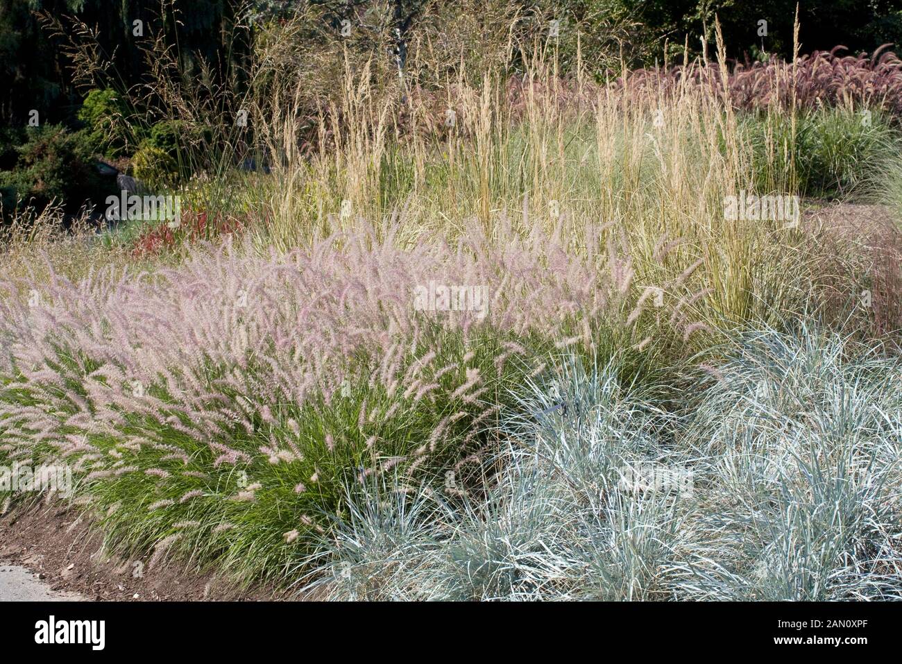 Perennial grass hi-res stock photography and images - Alamy