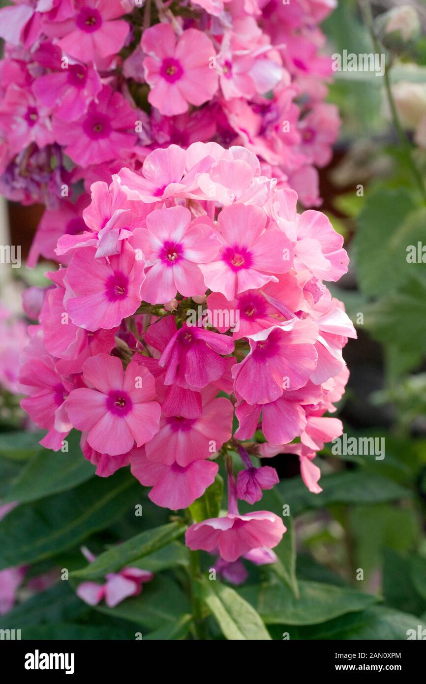 Phlox paniculata pink flame hi-res stock photography and images - Alamy