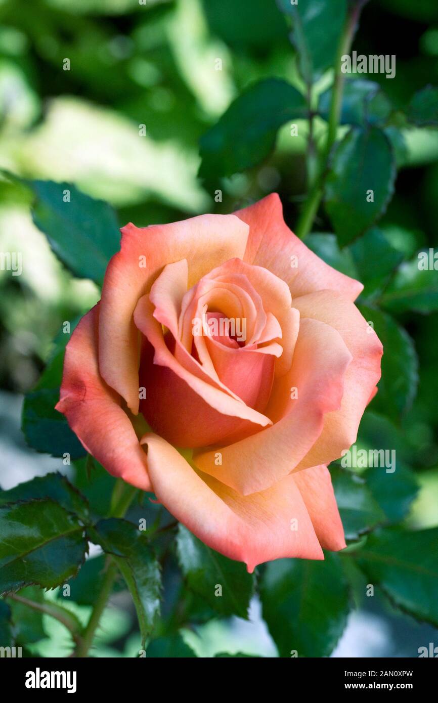 Rosa remember hi-res stock photography and images - Alamy