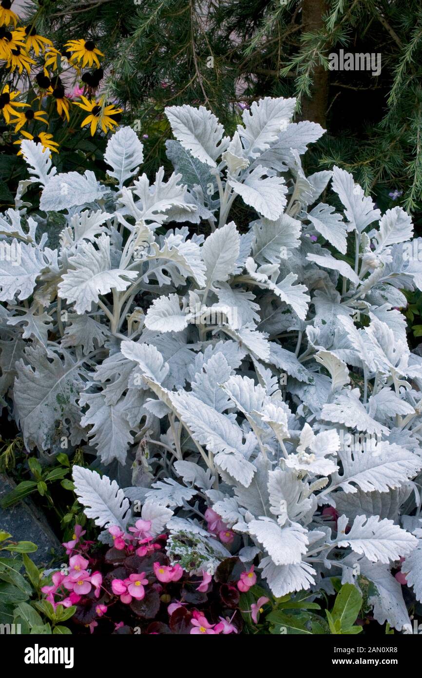 Senecio cineraria dusty miller hi-res stock photography and images - Alamy