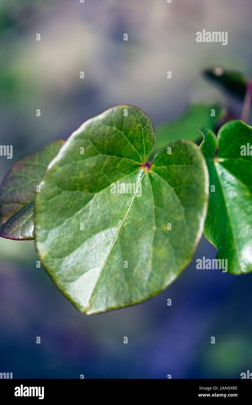 Redbud leaf hi-res stock photography and images - Alamy