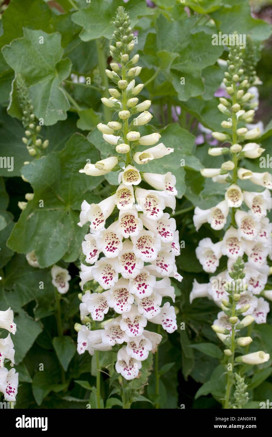 DIGITALIS 'CAMELOT CREAM' Stock Photo - Alamy