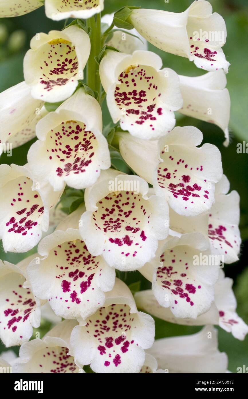 Digitalis Camelot Cream High Resolution Stock Photography and Images ...
