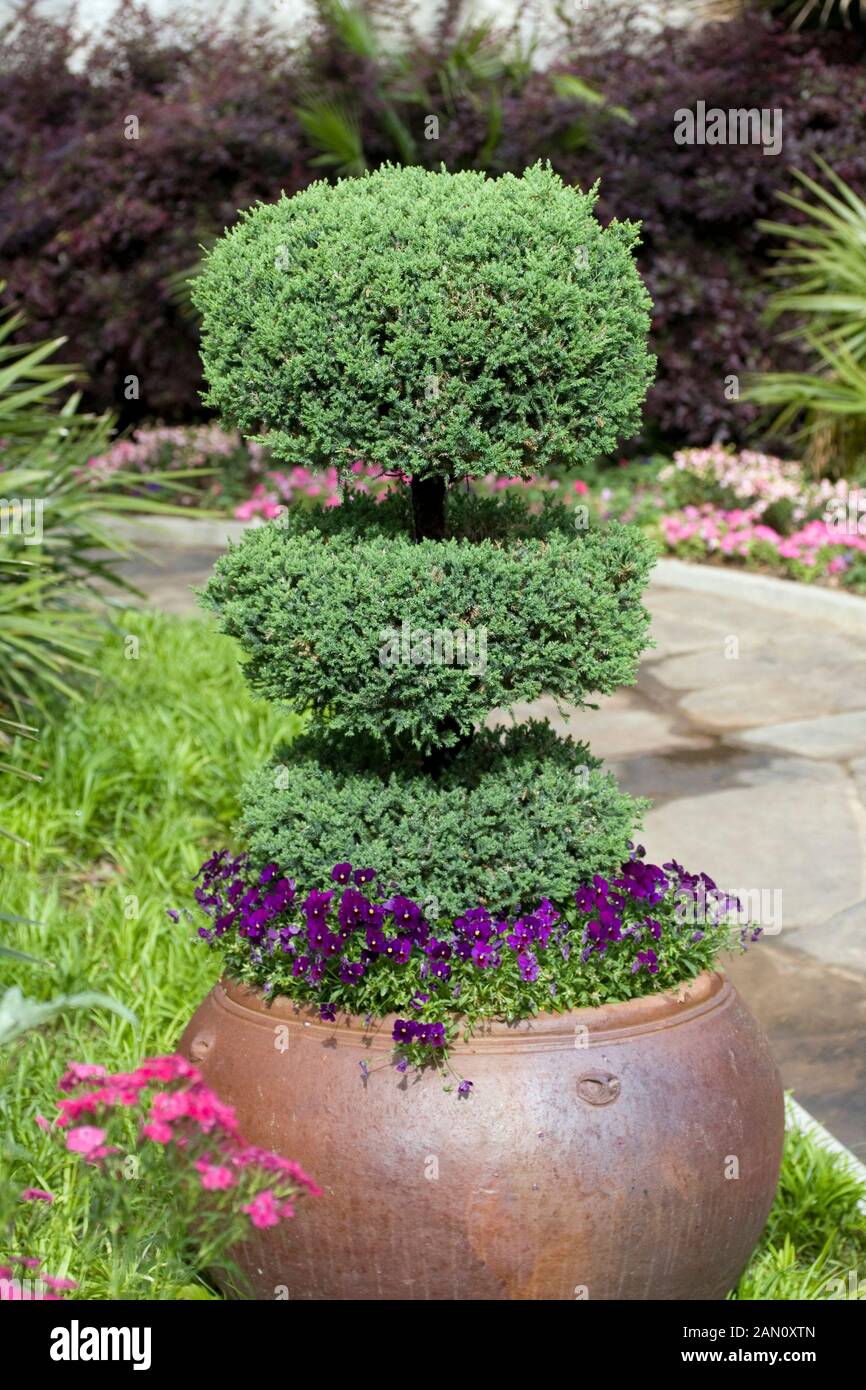 Viola in container hi-res stock photography and images - Alamy