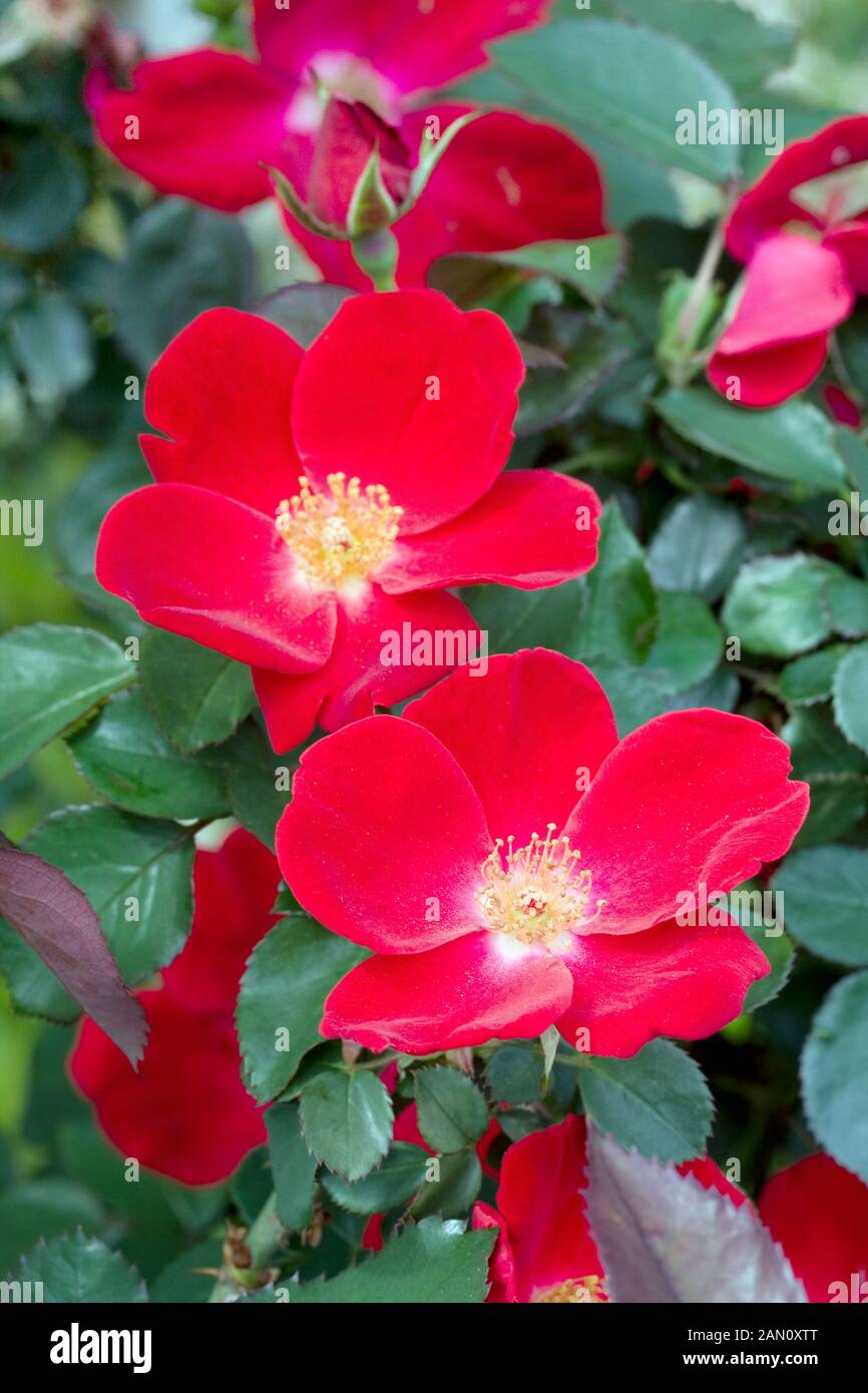 Home run rose hi-res stock photography and images - Alamy