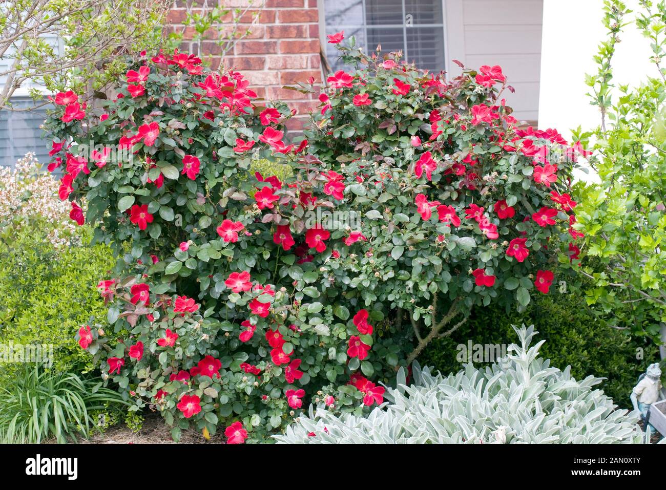 Home run rose hi-res stock photography and images - Alamy