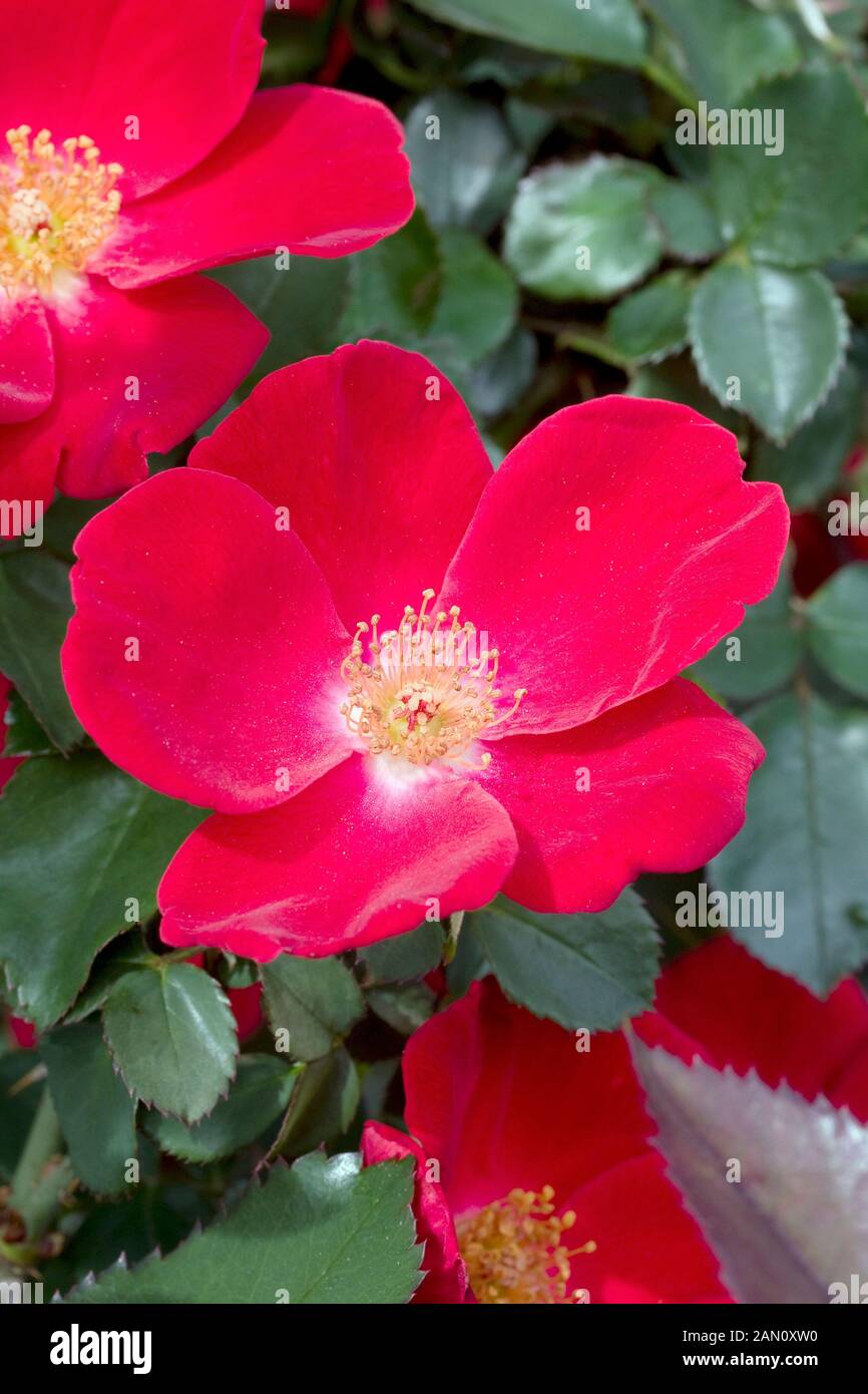 Home run rose hi-res stock photography and images - Alamy