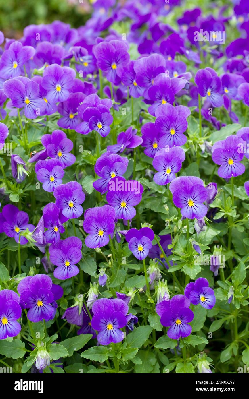 VIOLA FOUR SEASONS BLUE Stock Photo - Alamy