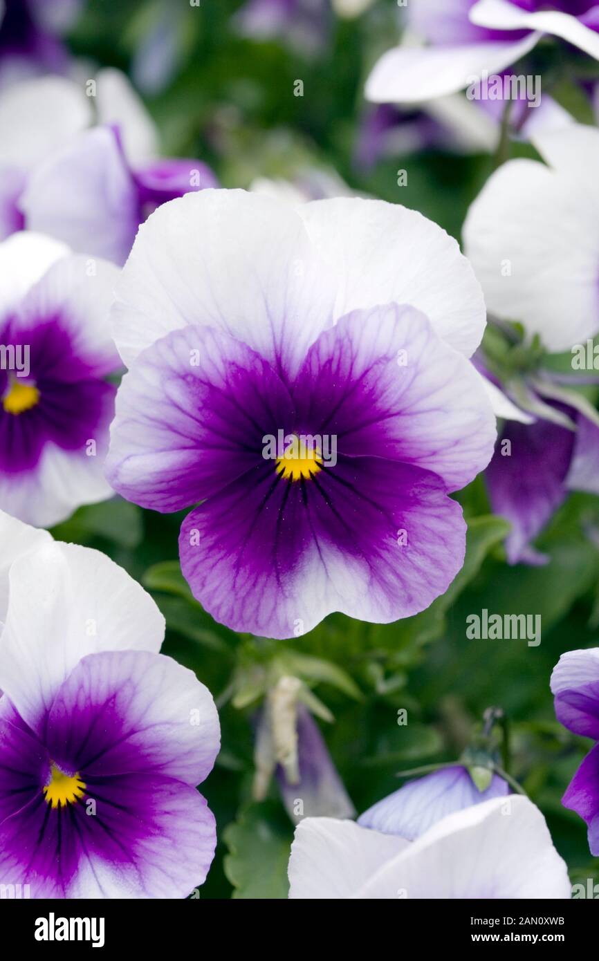 Viola Beaconsfield High Resolution Stock Photography and Images - Alamy