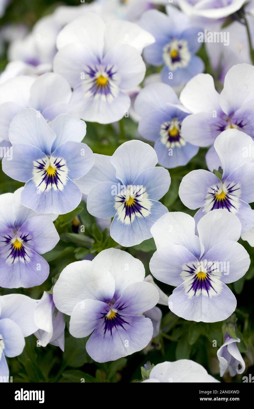 VIOLA 'PENNY MARINA' Stock Photo - Alamy