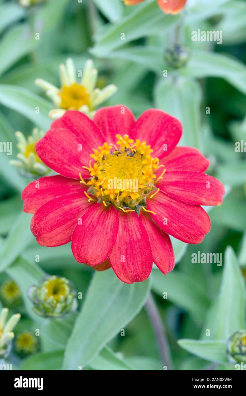 ZINNIA 'ZAHARA RED' Stock Photo - Alamy