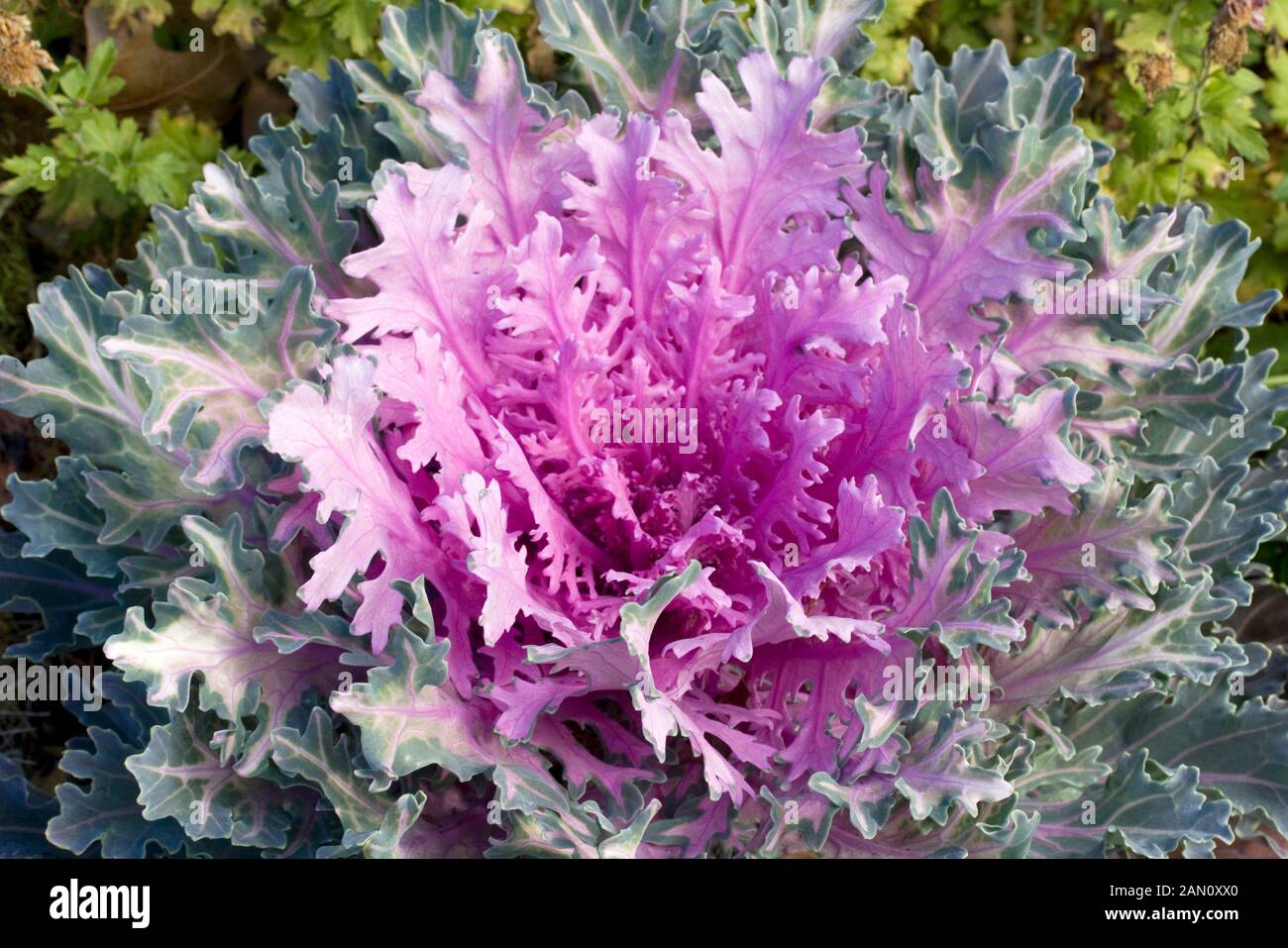 Kale peacock red hi-res stock photography and images - Alamy