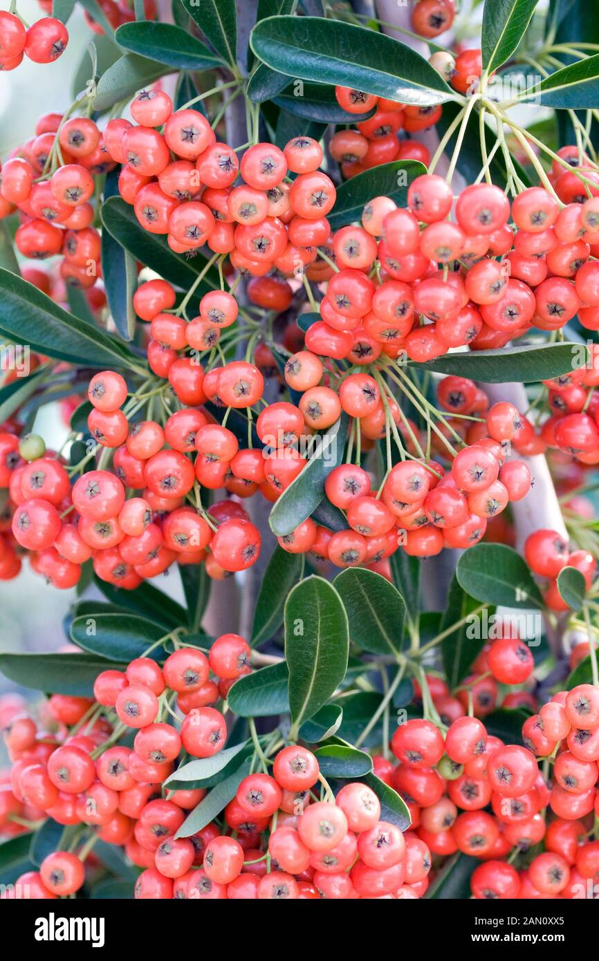 Victory pyracantha hi-res stock photography and images - Alamy