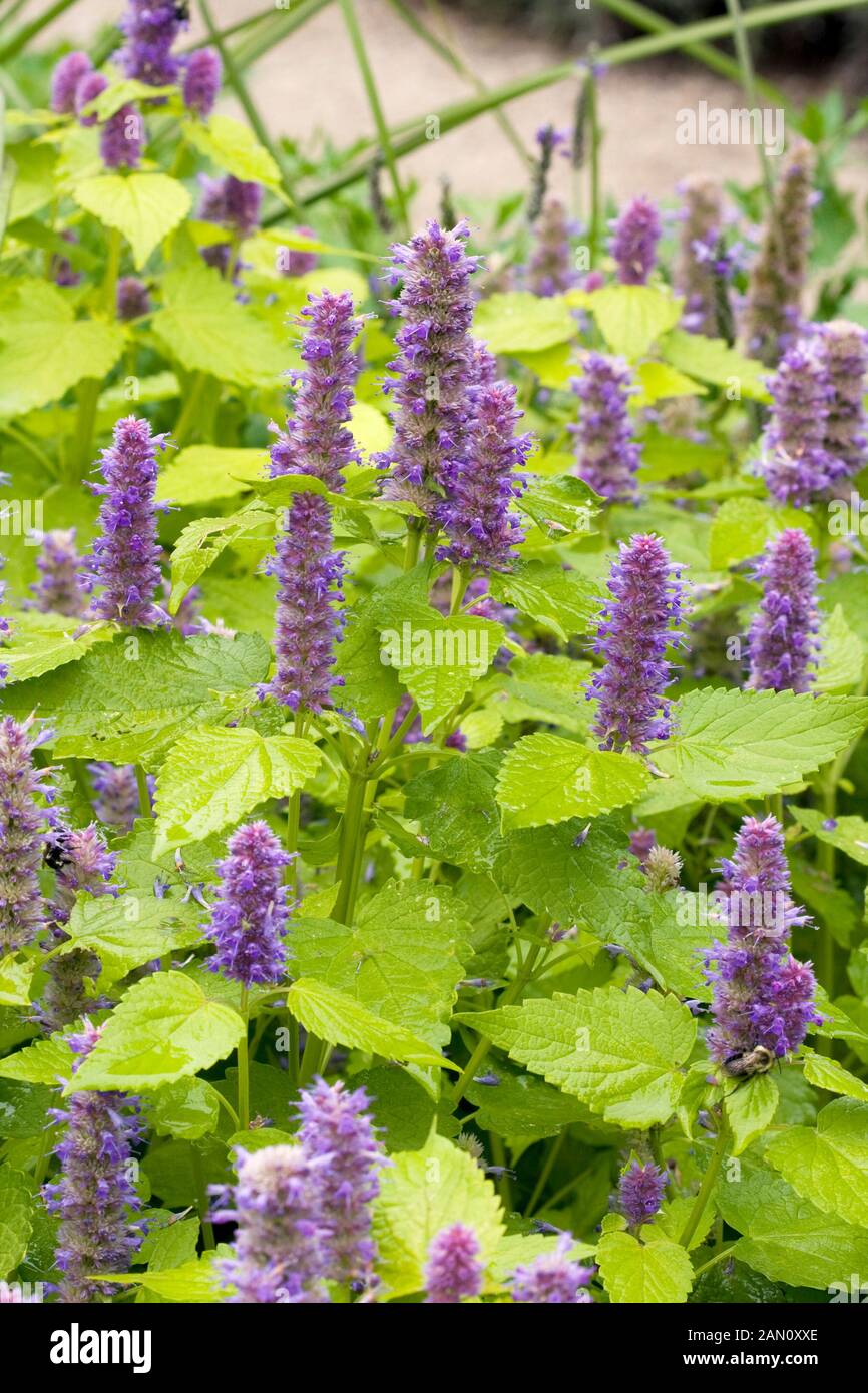 Agastache Golden Jubilee