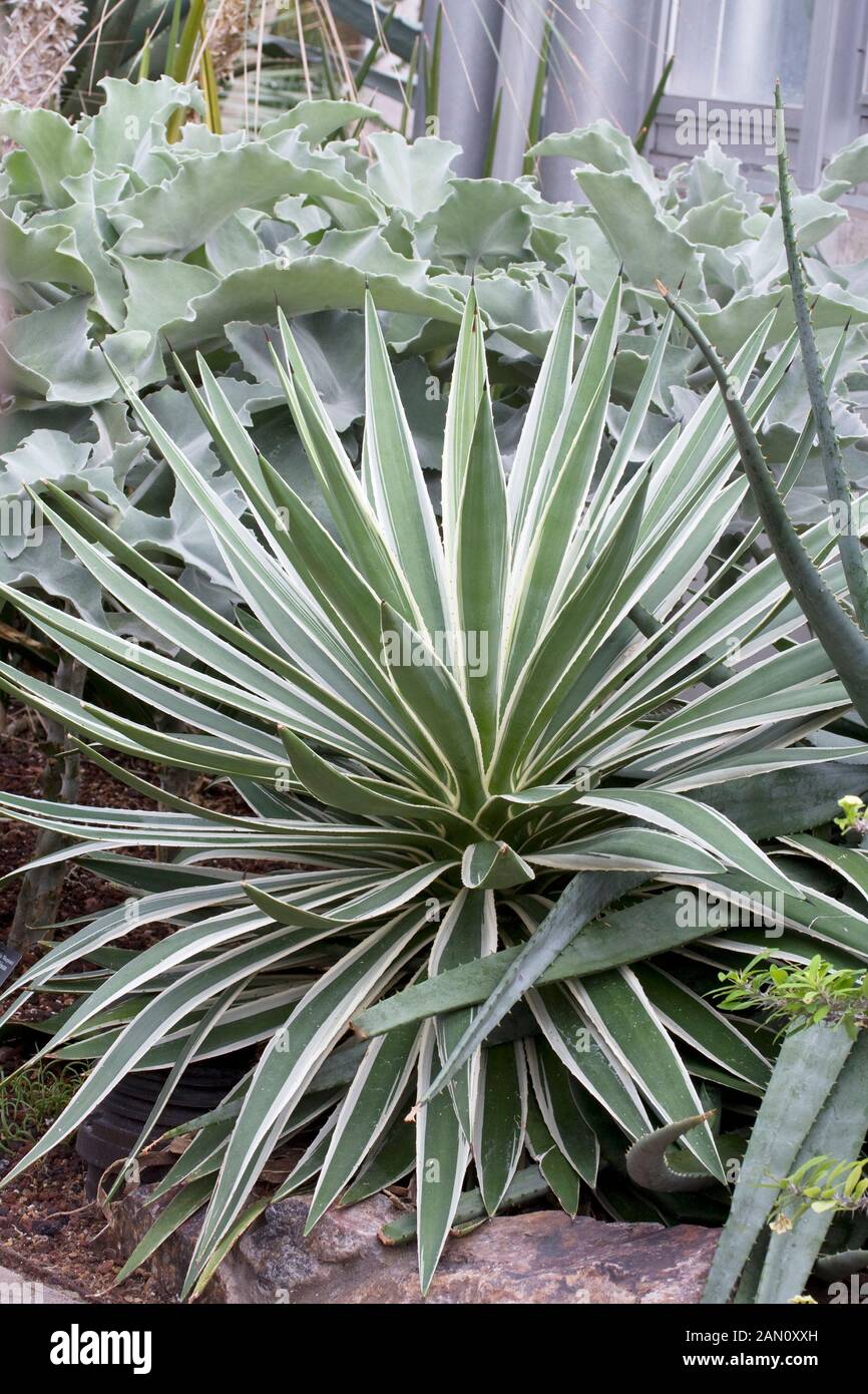 AGAVE ANGUSTIFOLIA MARGINATA Stock Photo - Alamy