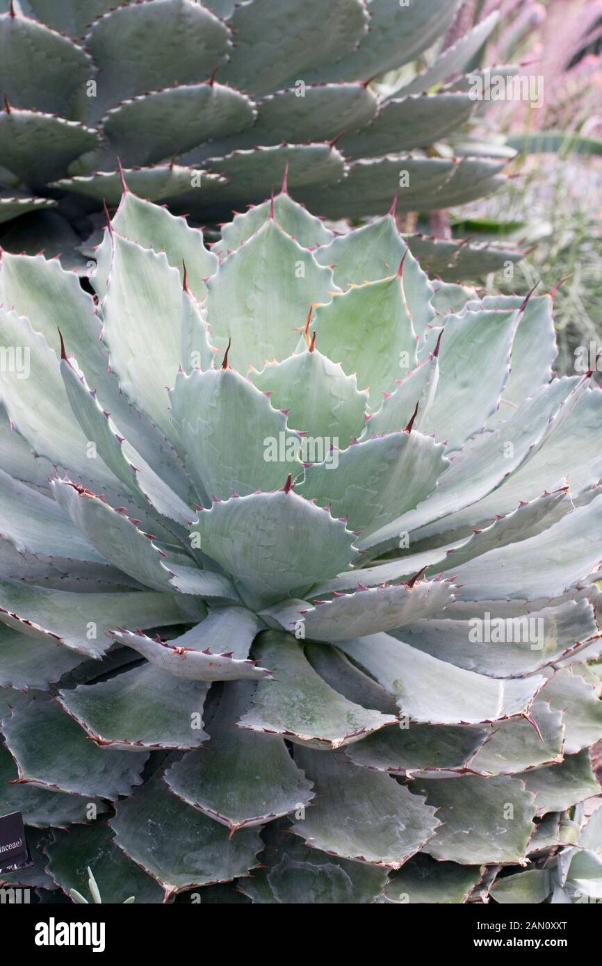 Agave parryi truncata hi-res stock photography and images - Alamy