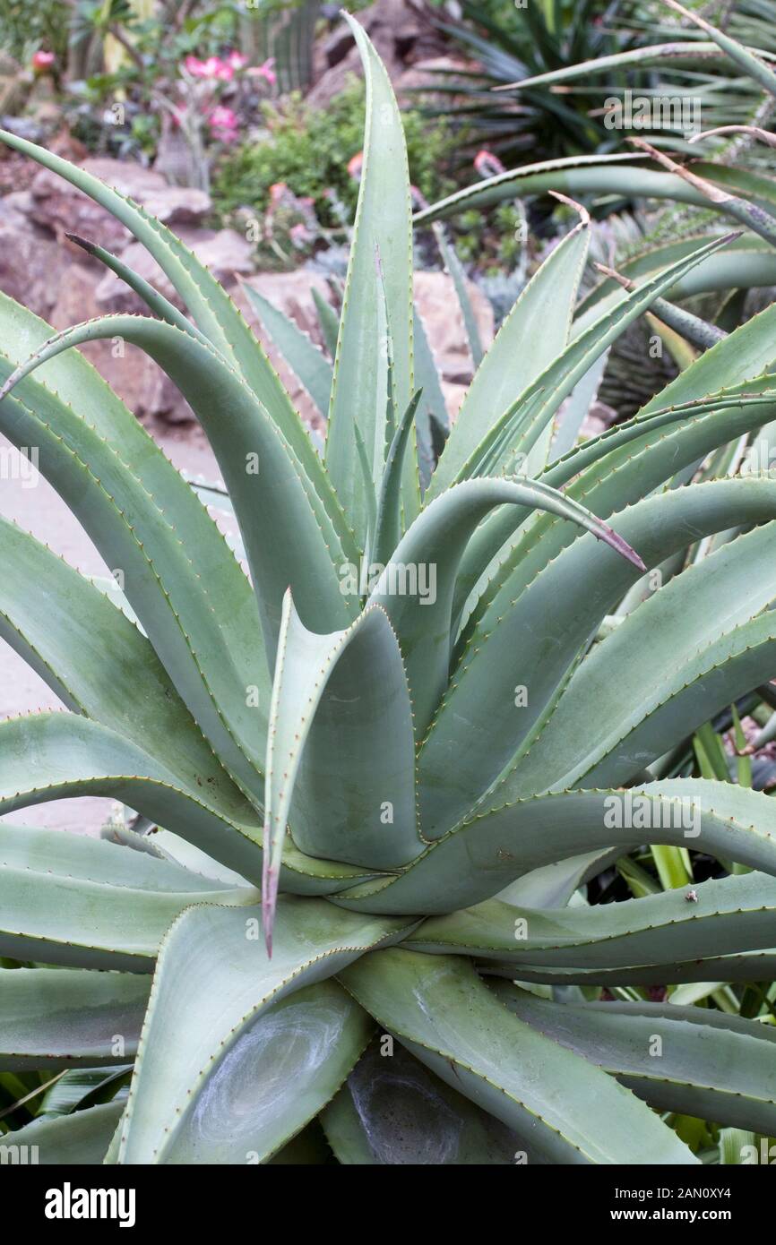 Aloe ferox hi-res stock photography and images - Alamy