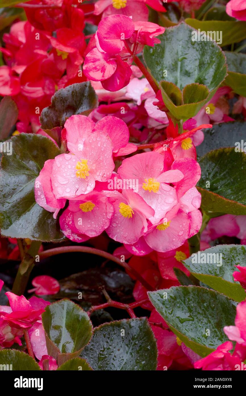 Very big rose hi-res stock photography and images - Alamy