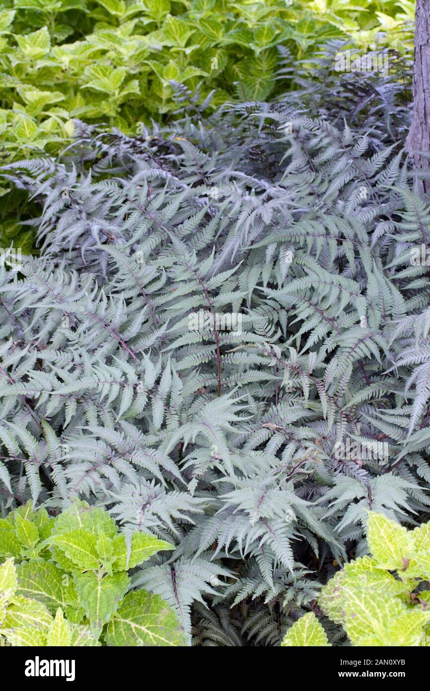 Athyrium nipponicum hi-res stock photography and images - Alamy