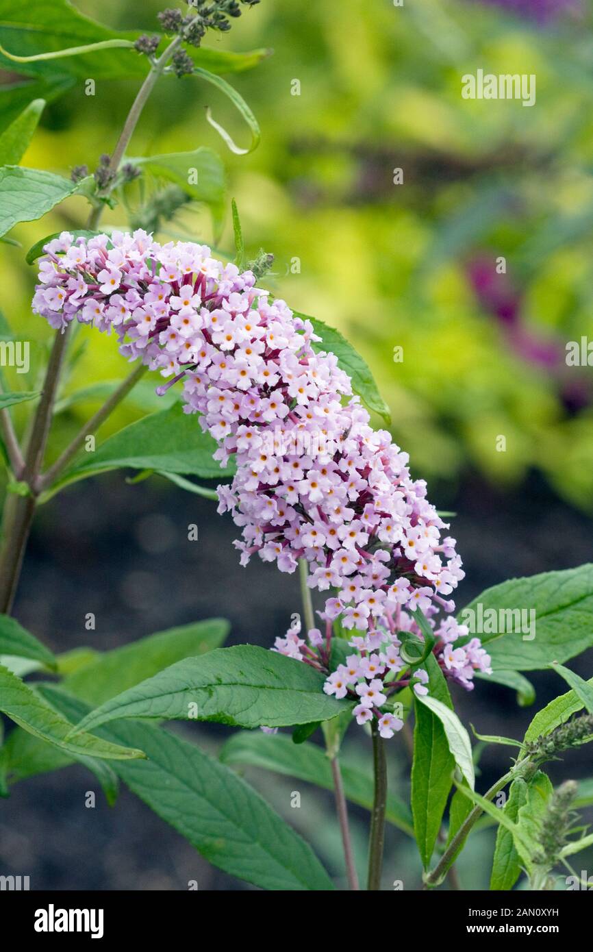 Buddleia davidii pink hi-res stock photography and images - Alamy