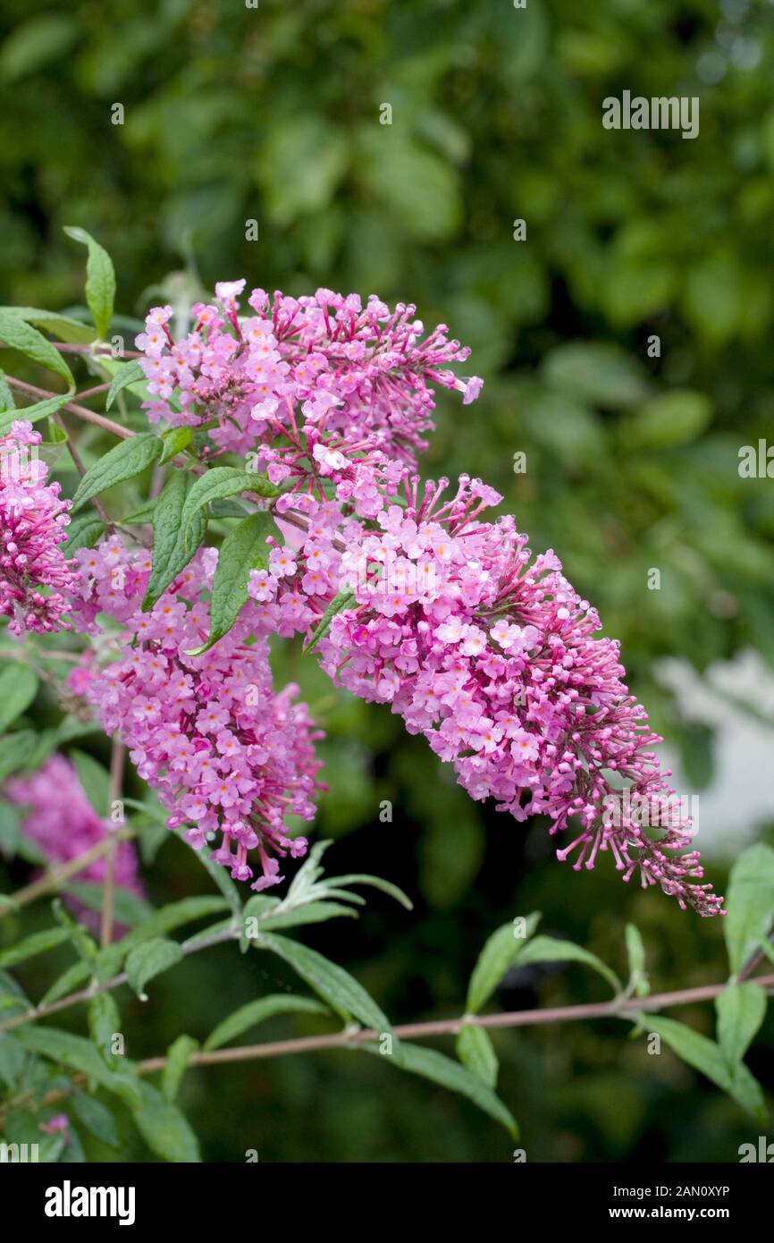 Pink flower of buddleja davidii hi-res stock photography and images - Alamy