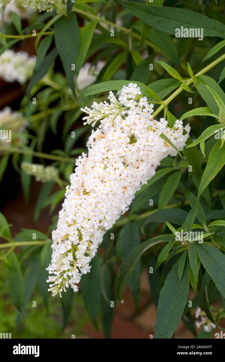 Buddleja davidii ‘white profusion’ hi-res stock photography and images ...