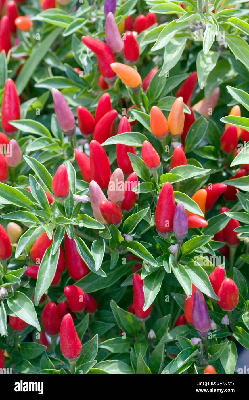 Ornamental pepper hi-res stock photography and images - Alamy