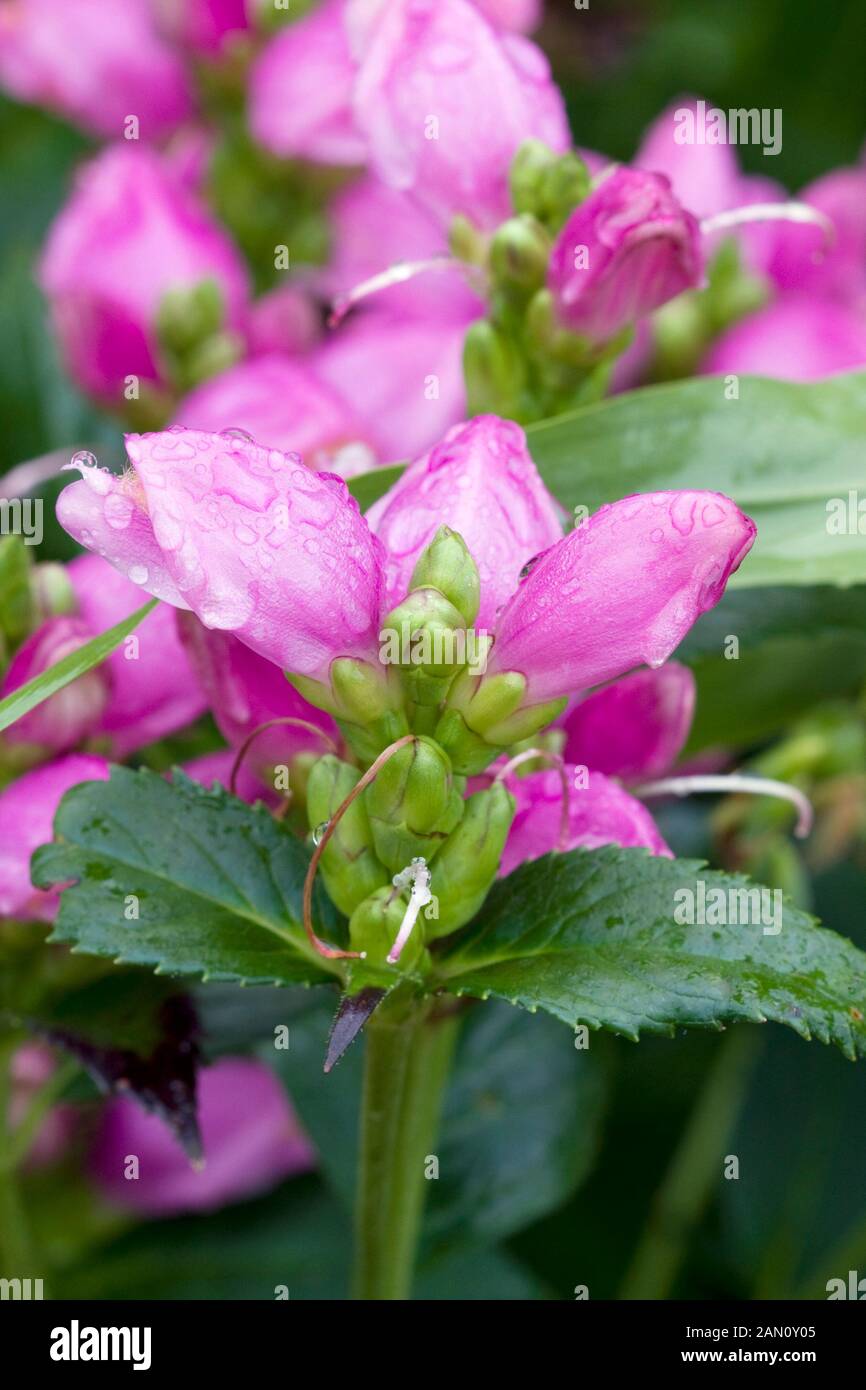 Chelone hi-res stock photography and images - Alamy