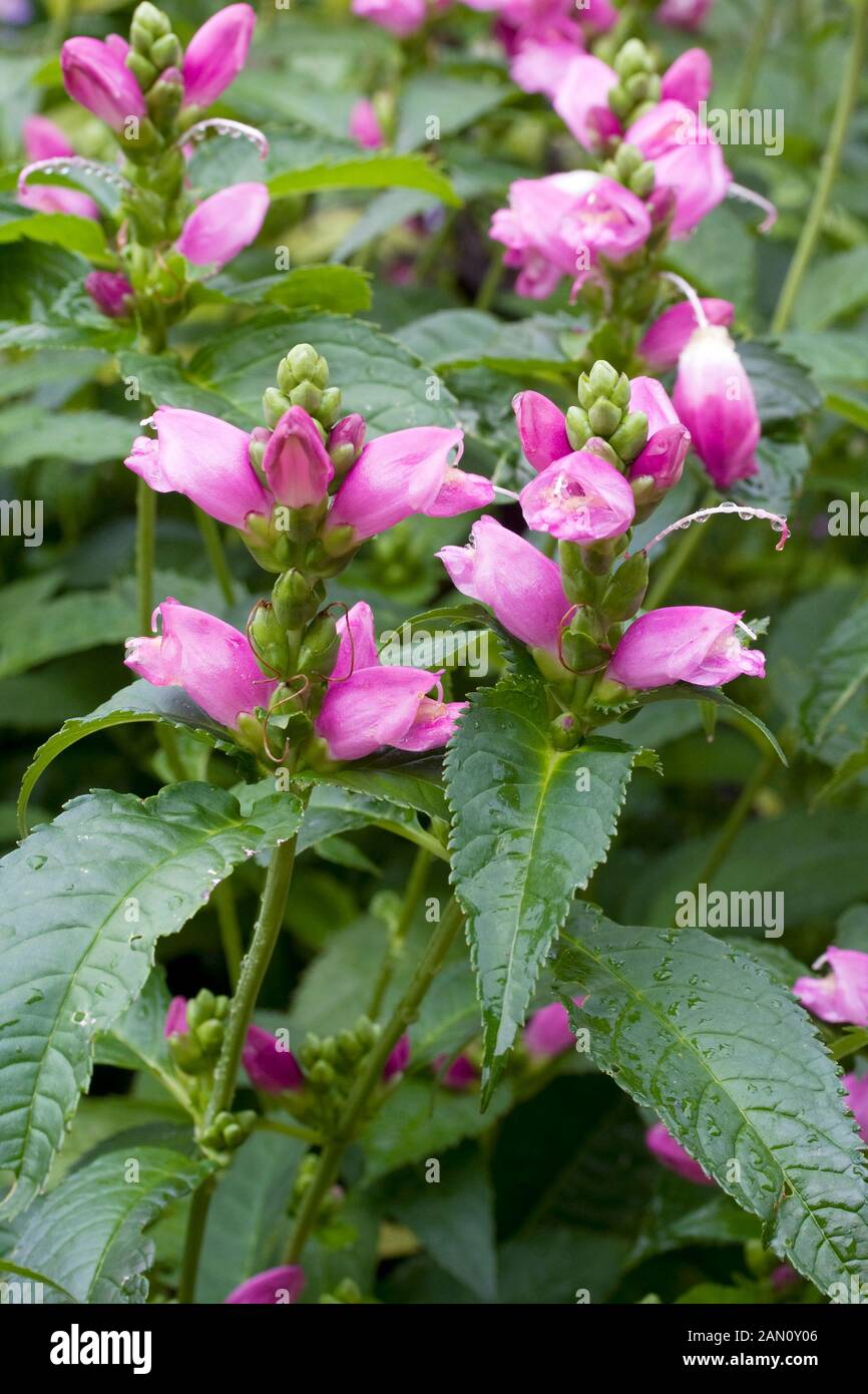 Lyonii hi-res stock photography and images - Alamy