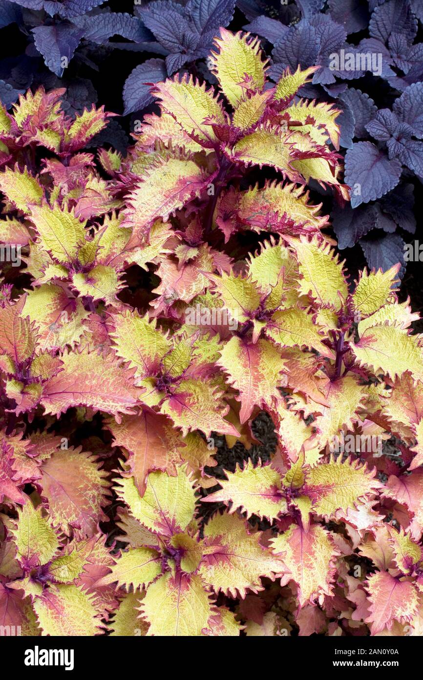 Solenostemon henna hi-res stock photography and images - Alamy