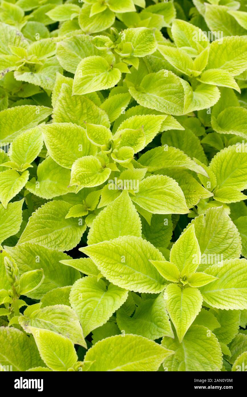 Coleus Lime High Resolution Stock Photography and Images - Alamy