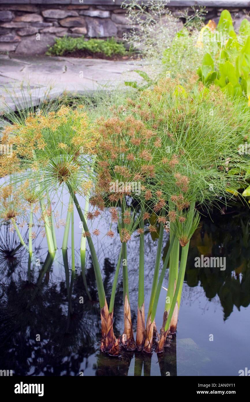Cyperus papyrus water hi-res stock photography and images - Alamy