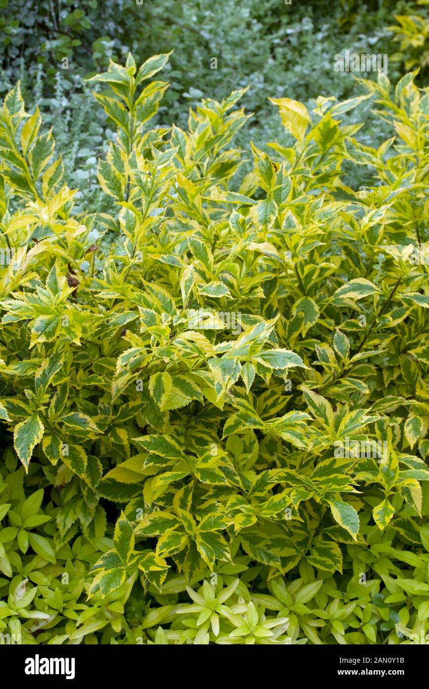Duranta Erecta High Resolution Stock Photography and Images - Alamy