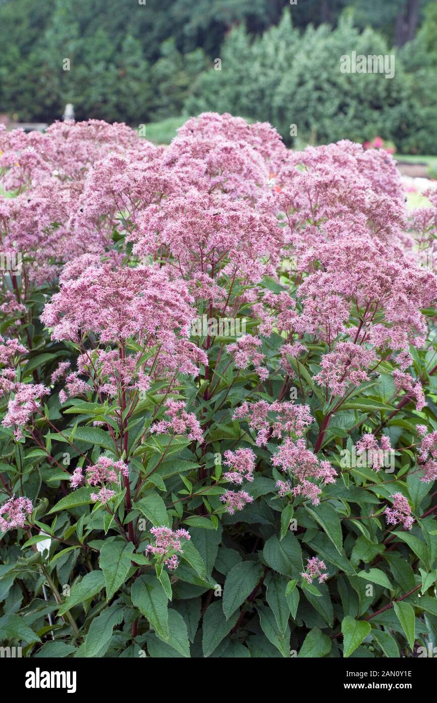 Joe pye weed phantom hi-res stock photography and images - Alamy