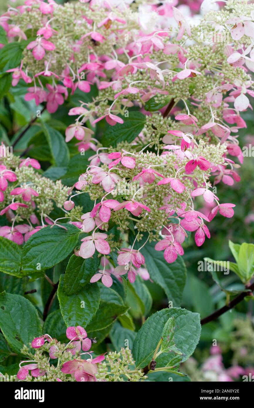 Hydrangea paniculata ruby hi-res stock photography and images - Alamy