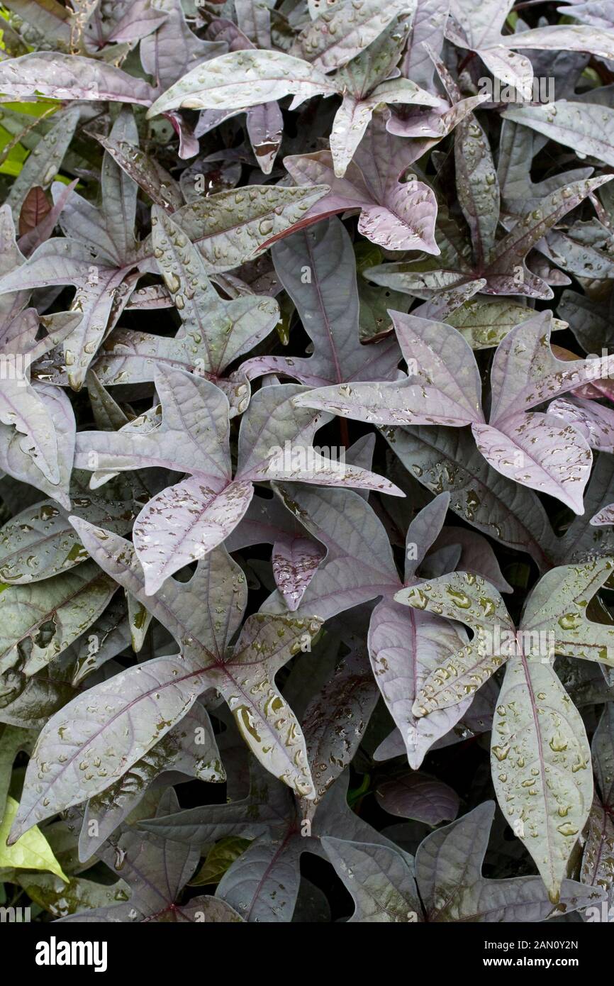 Star ipomoea hi-res stock photography and images - Alamy