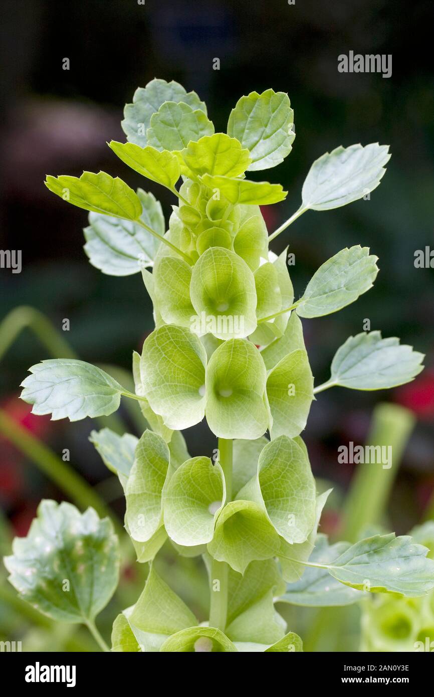 Moluccella hi-res stock photography and images - Alamy