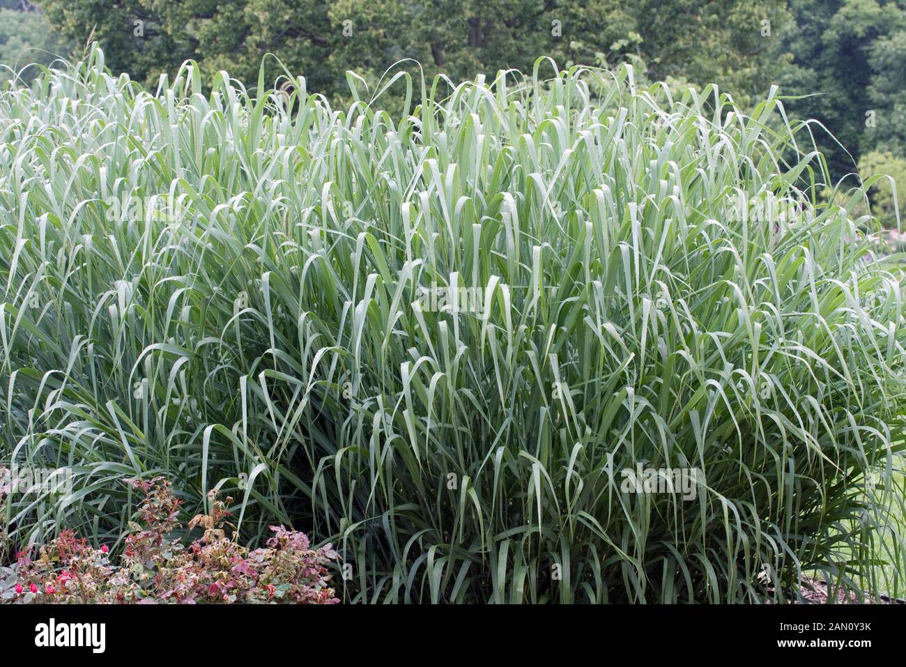 PANICUM VIRGATUM 'DALLAS BLUES' Stock Photo - Alamy