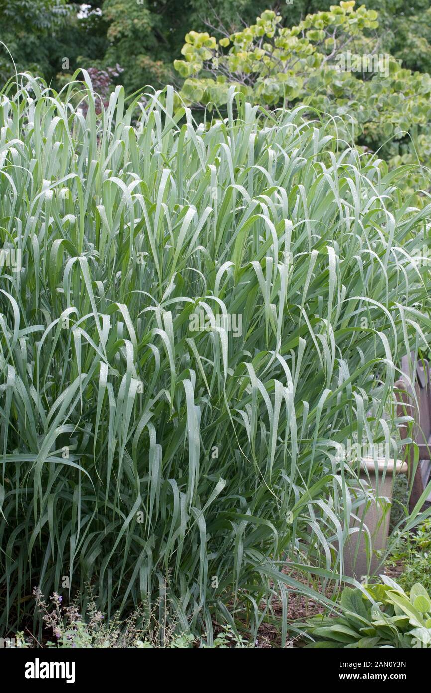 Panicum virgatum hi-res stock photography and images - Alamy
