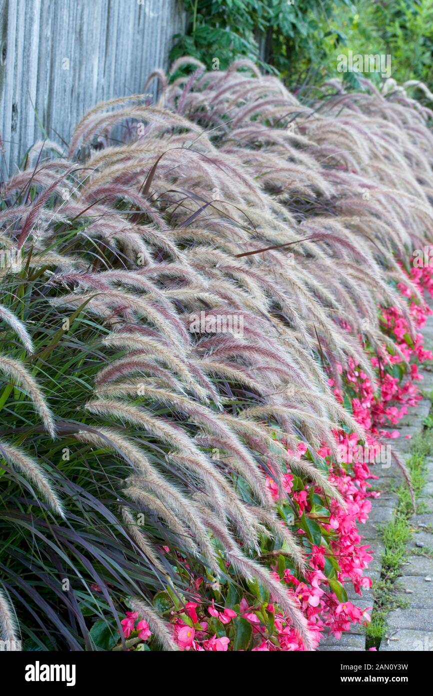 PENNISETUM SETACEUM RUBRUM Stock Photo - Alamy