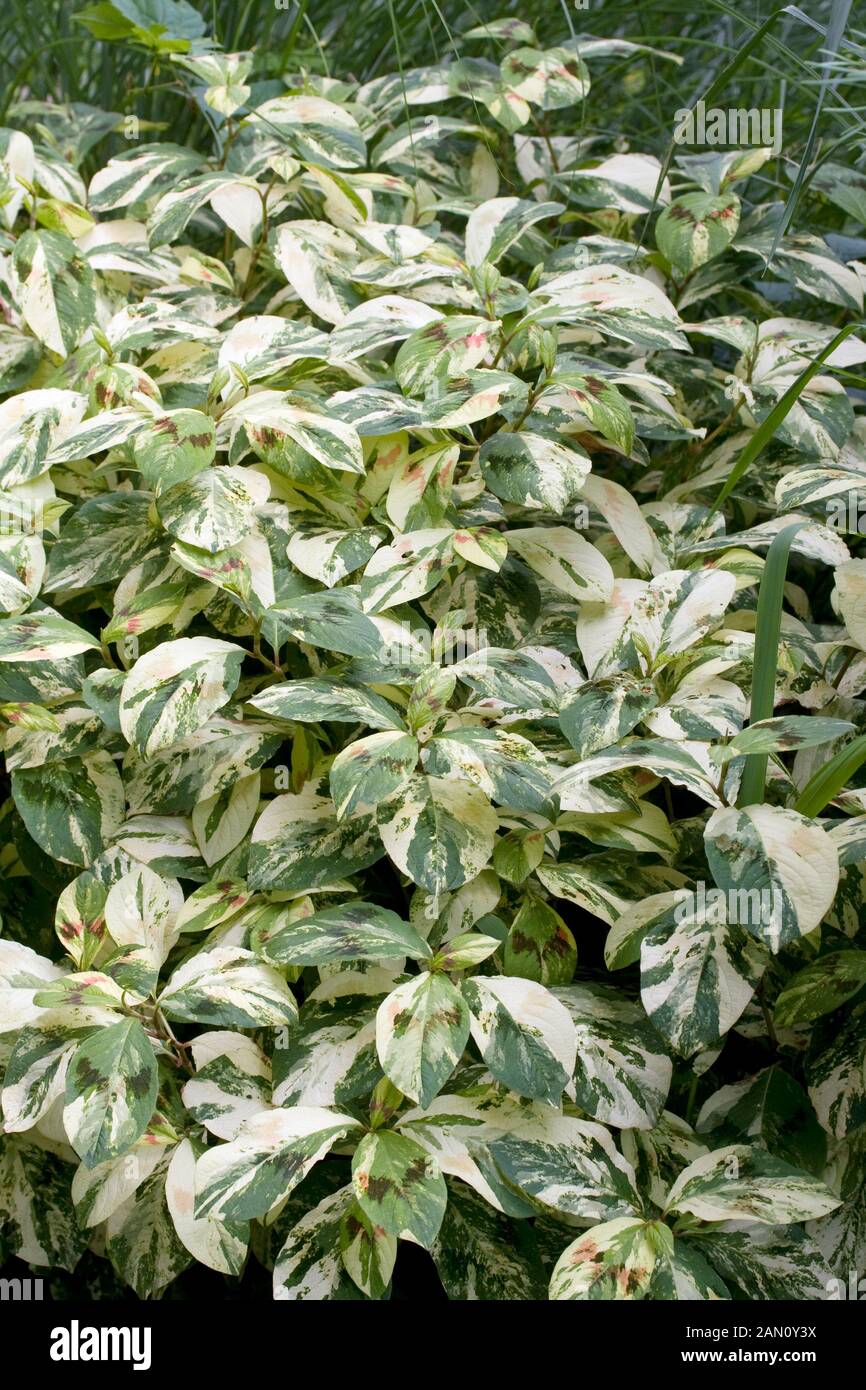 Variegated Leaves Persicaria Virginiana Painters High Resolution Stock ...