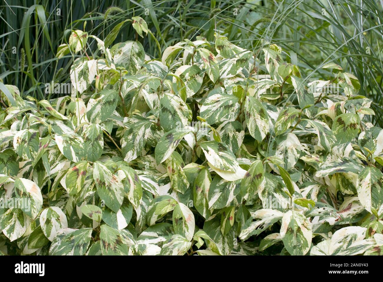 Persicaria virginiana hi-res stock photography and images - Alamy
