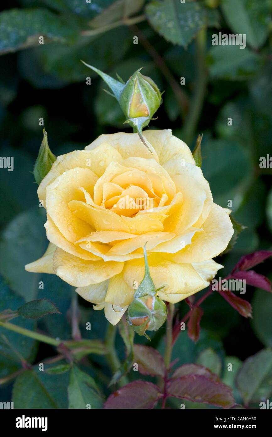 Rose honey perfume hi-res stock photography and images - Alamy