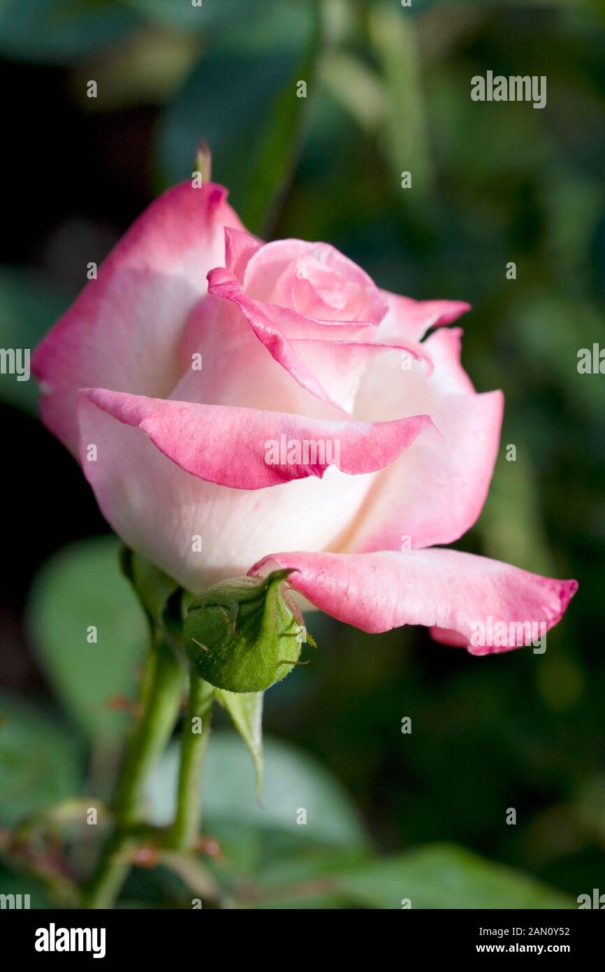 Gemini Rose High Resolution Stock Photography and Images - Alamy