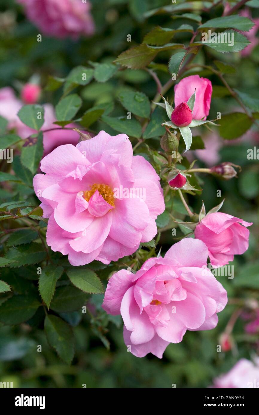 Rosa davis hi-res stock photography and images - Alamy