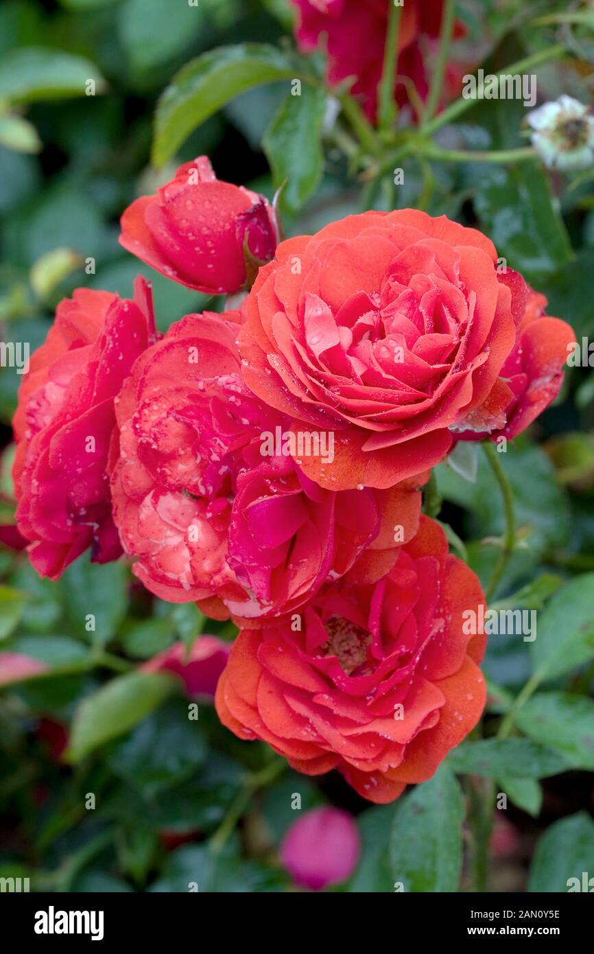 Trumpeter flower hi-res stock photography and images - Alamy